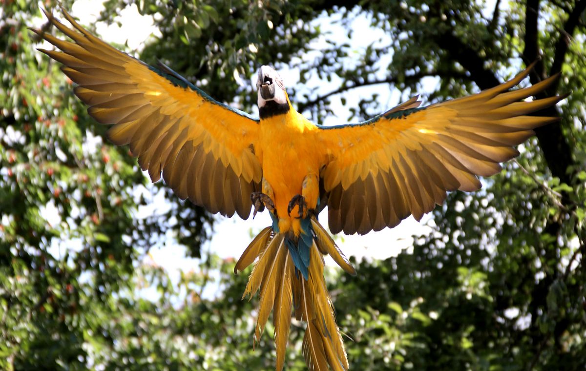 Ein Vogelpark-Story-Interview #4: Vögel - Führungen - Fotografie ...