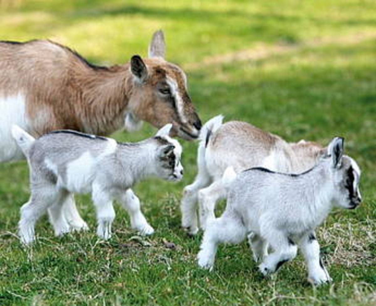 Unsere Ziegen ziehen um | Vogelpark Heiligenkirchen NRW - Papageien ...